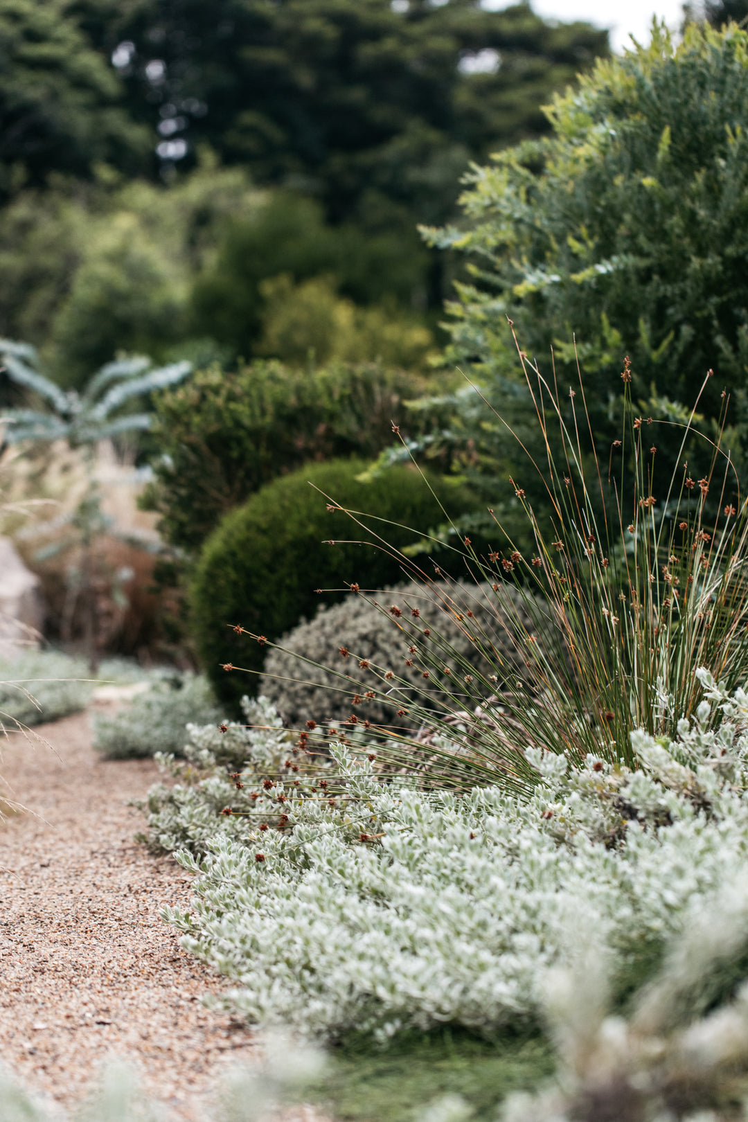 BANGALOW – Fig Landscapes
